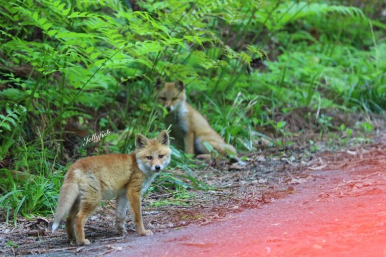 Tails Of Kitsune: The Many Faces of Niigata's Mysterious Fox | Edge of ...