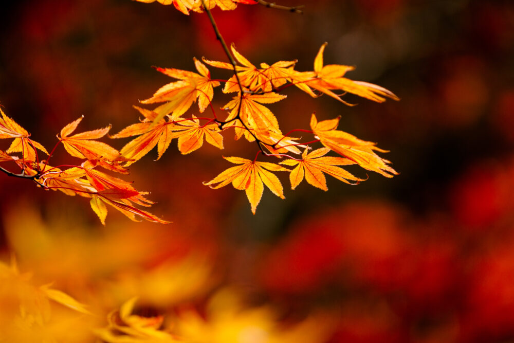 Niigata's Top 5 Leaf-Chasing Locales | Edge of Niigata